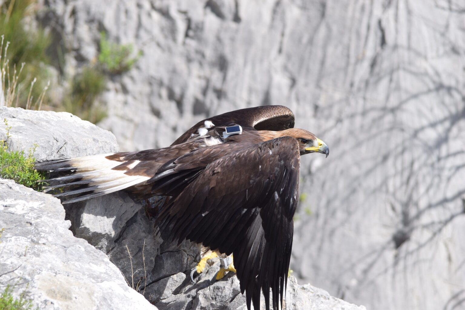 Pušten suri orao sa satelitskim odašiljačem – Biom