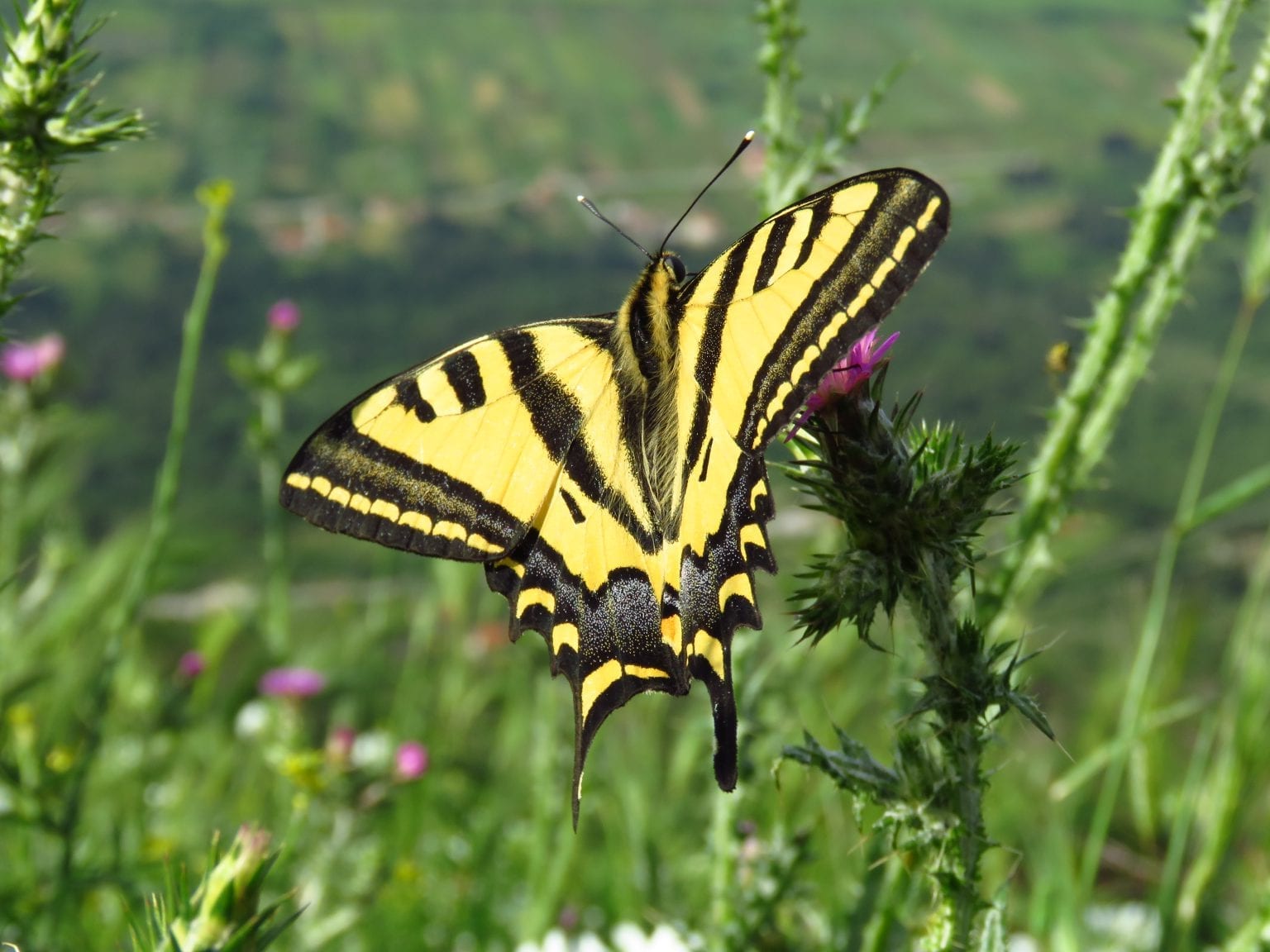 Biom – Association