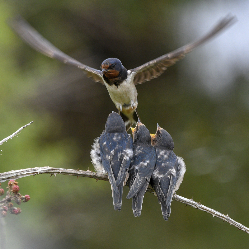 Rušenje gnijezda lastavica i piljaka je protuzakonito, postoji bolje ...