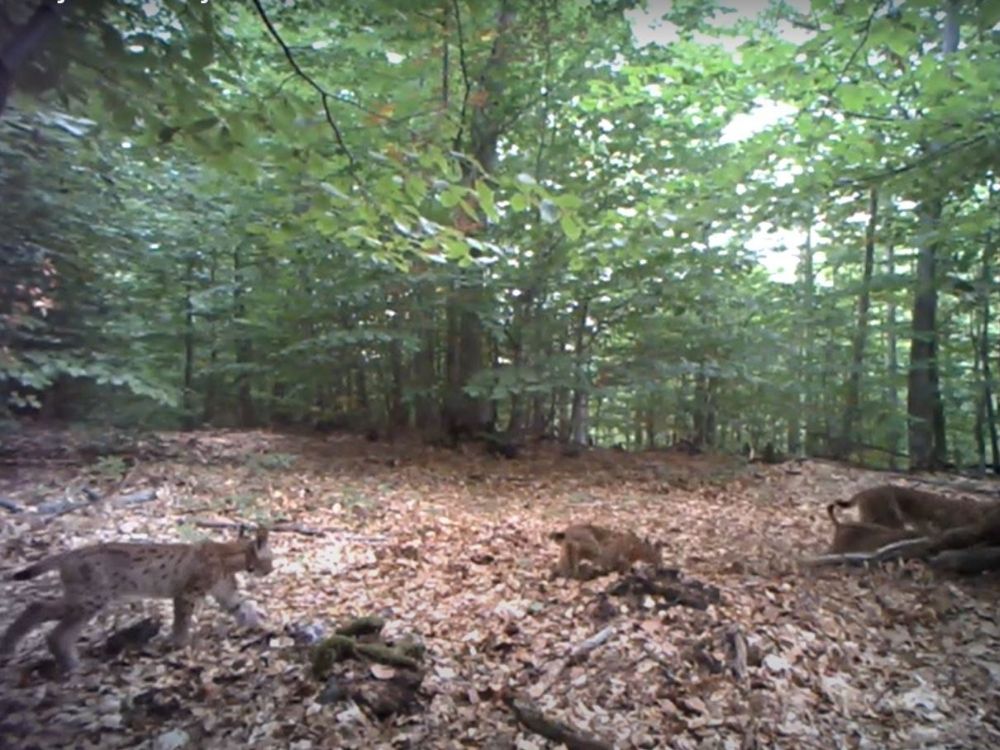 Obećavajuće: Tri mlada risa snimljena na južnom Velebitu – Biom