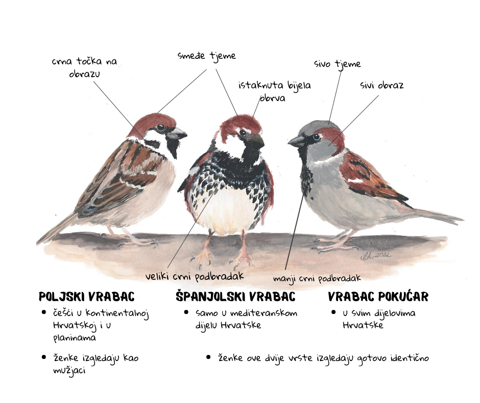 House Sparrow Life Cycle