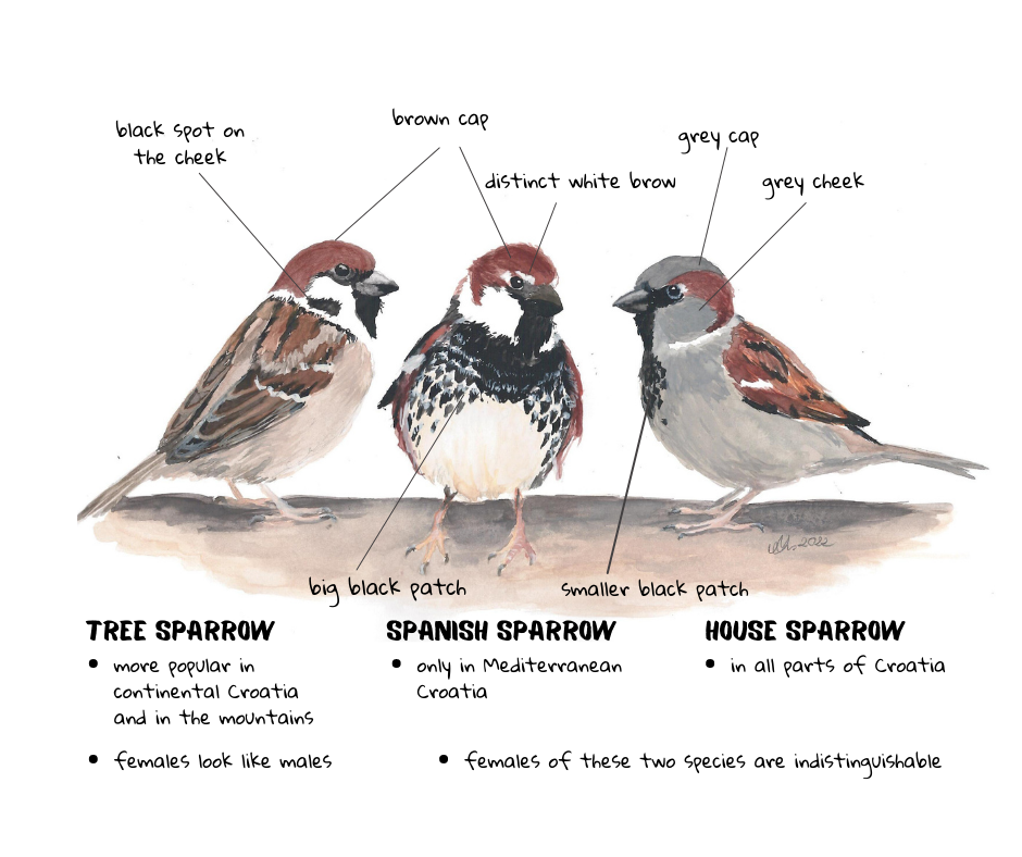 Things you probably didn’t know about sparrows – Biom