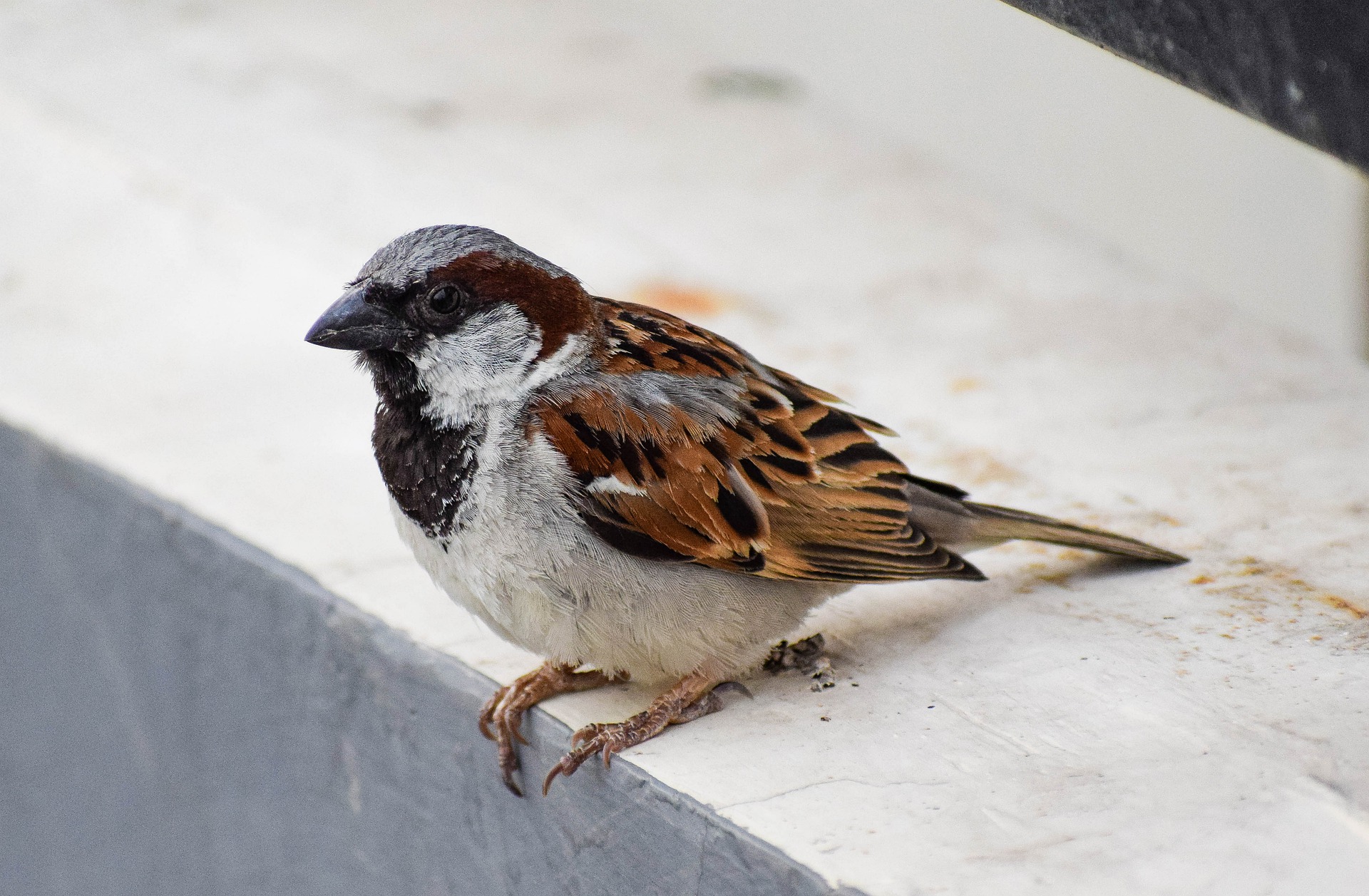 Things you probably didn’t know about sparrows – Biom