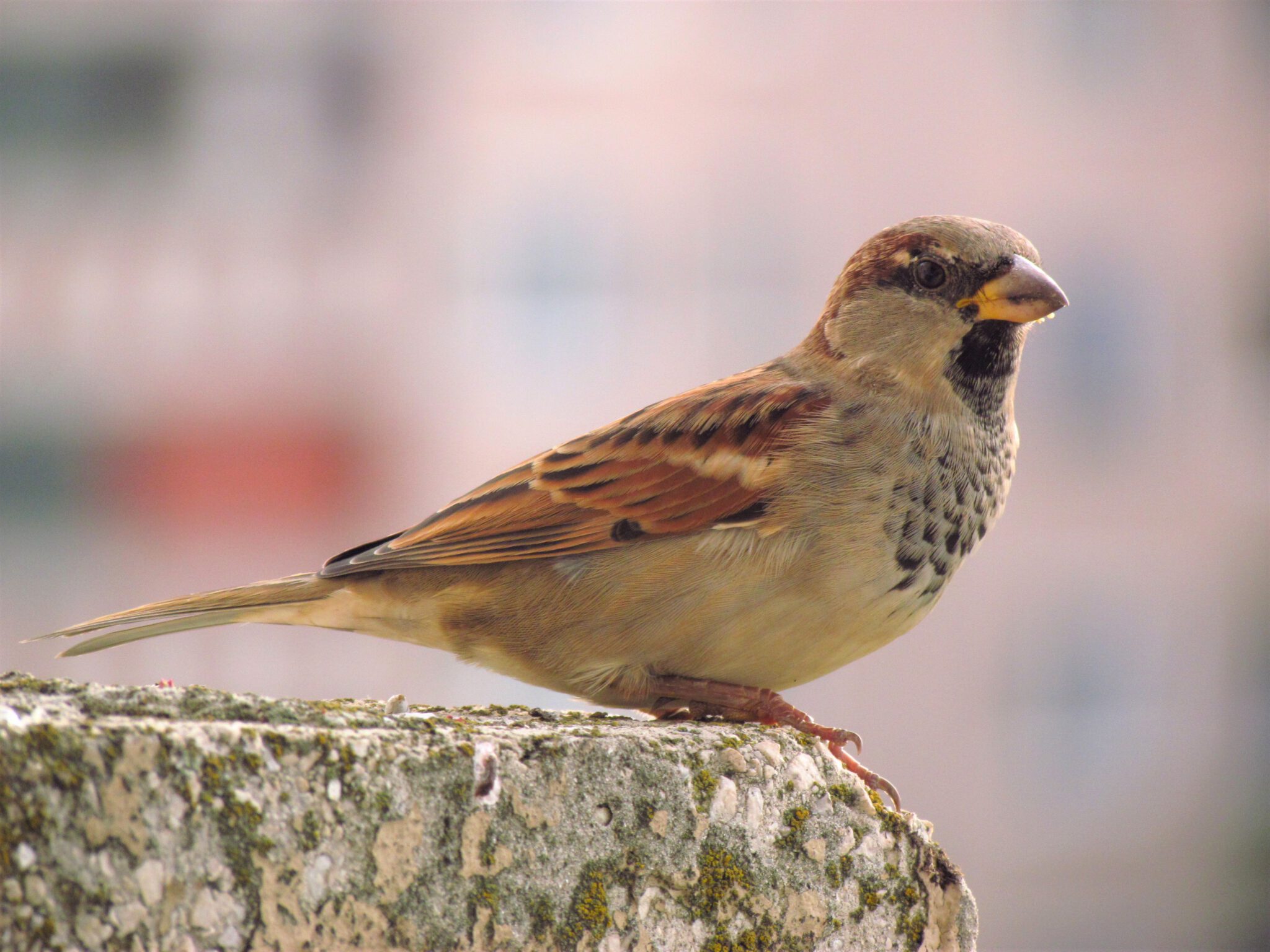 Kako je vrabac postao “pokućar”? – Biom