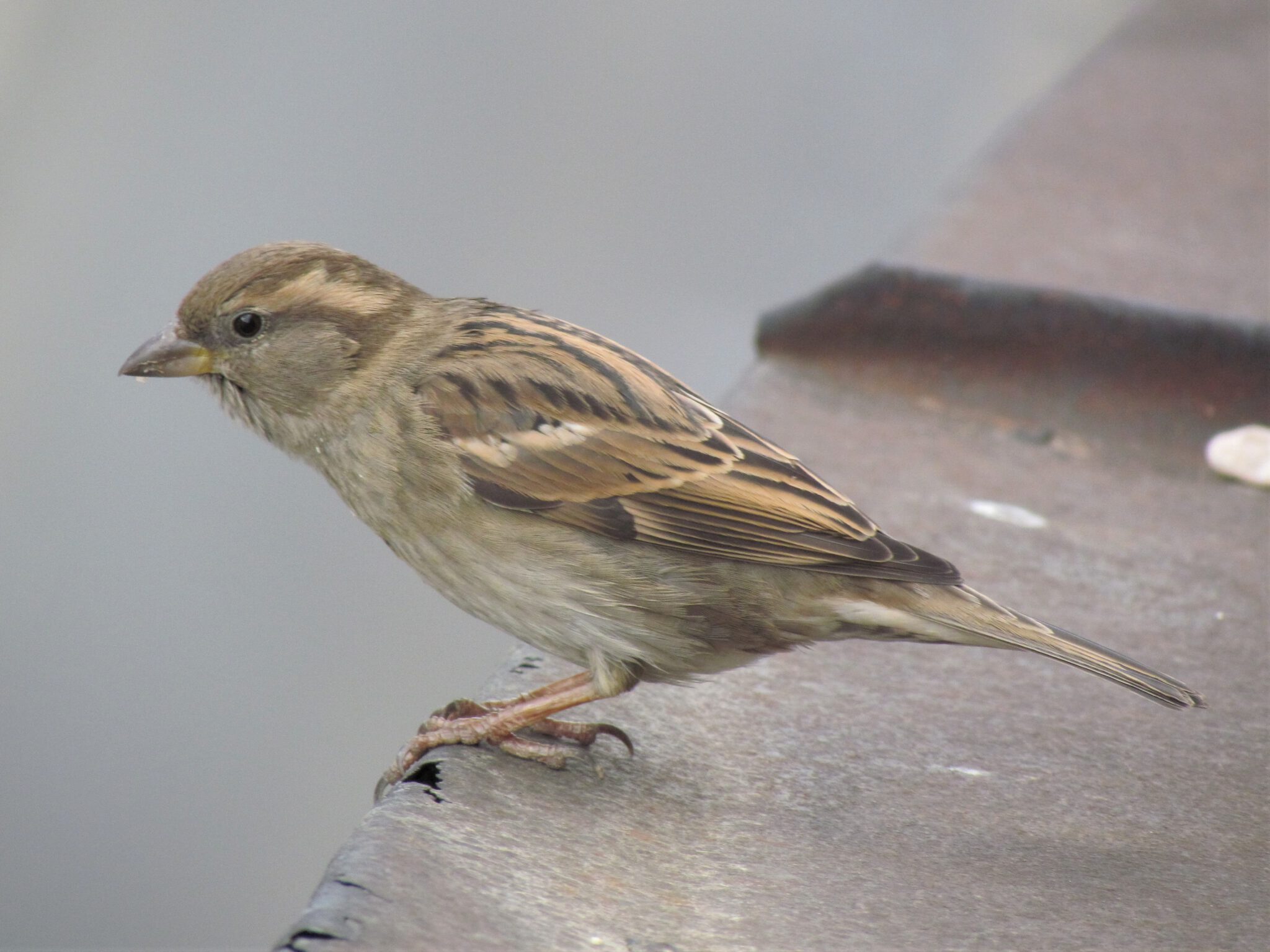 Kako je vrabac postao “pokućar”? – Biom