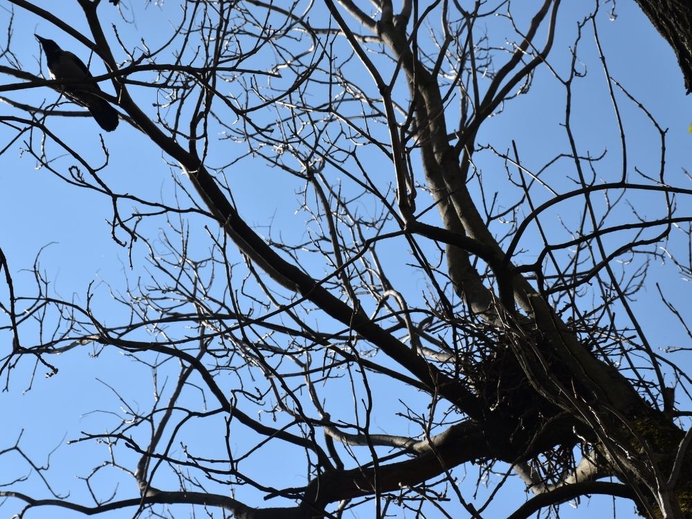 Dnevnik sive vrane – tjedan drugi – Biom