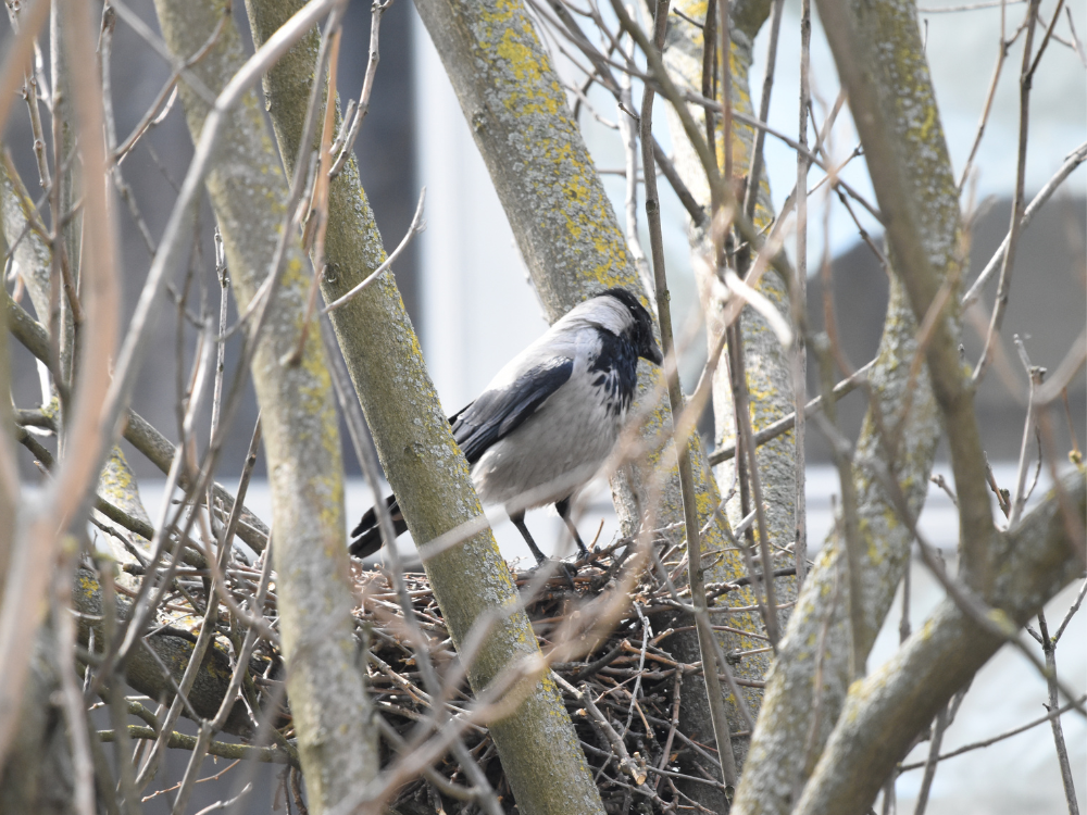 Corvid intelligence – Biom