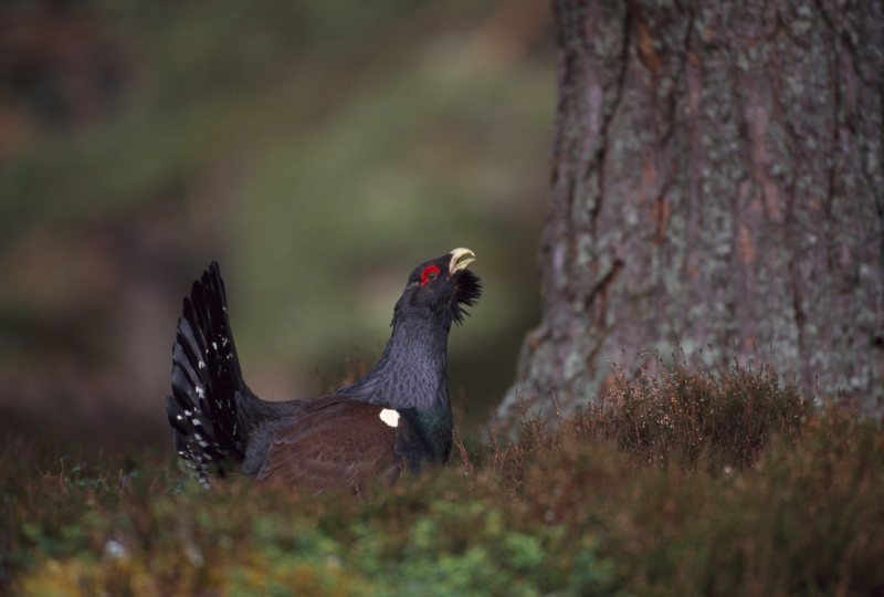 Tetrijeb gluhan – Ptica godine 2023. – Biom