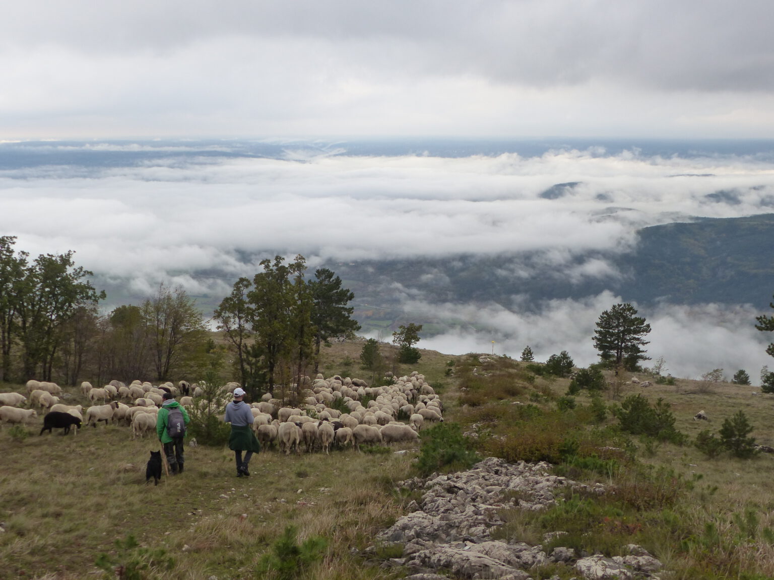 Ecological connectivity: how to achieve the conservation of ...