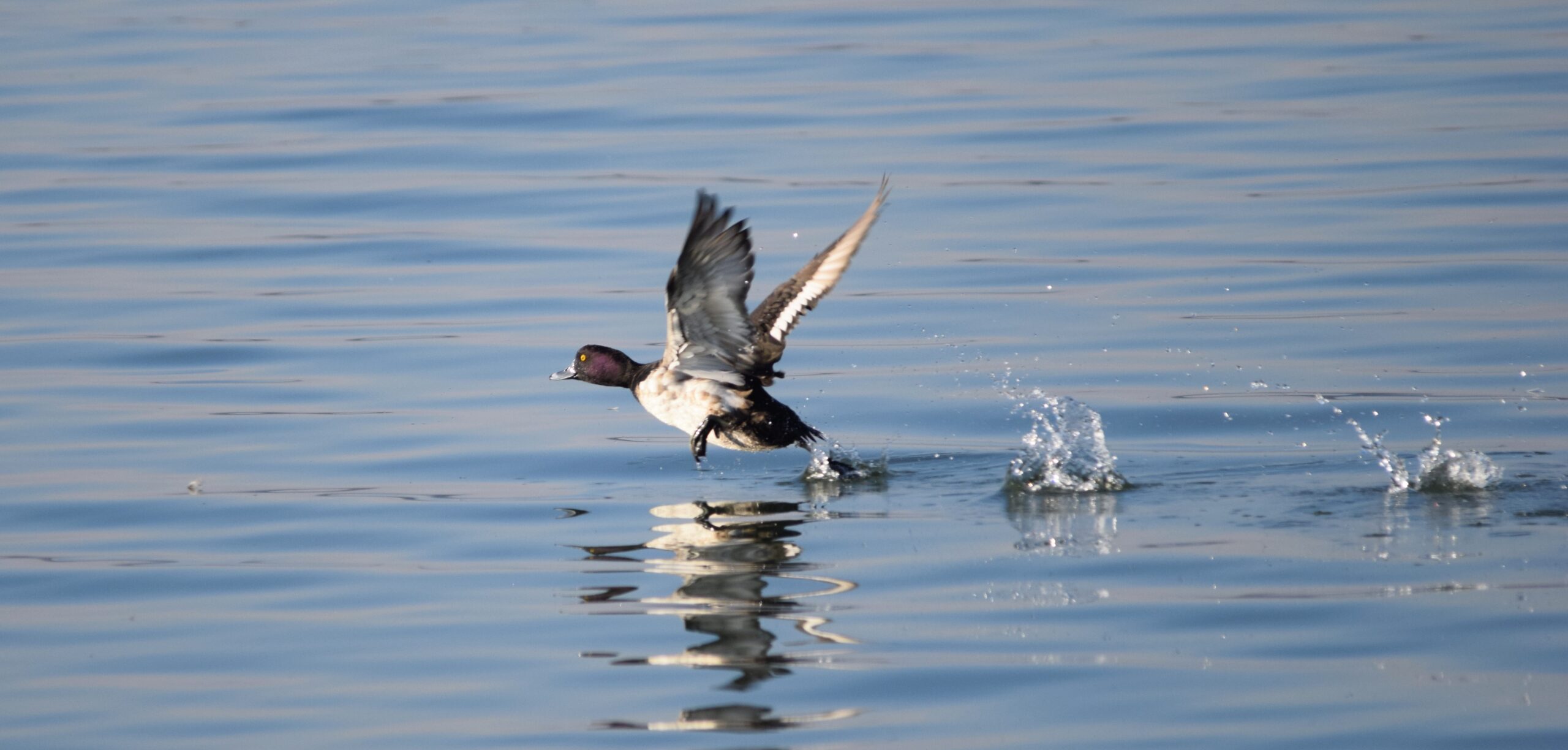 2024 Winter Waterbird Monitoring Iwc Biom