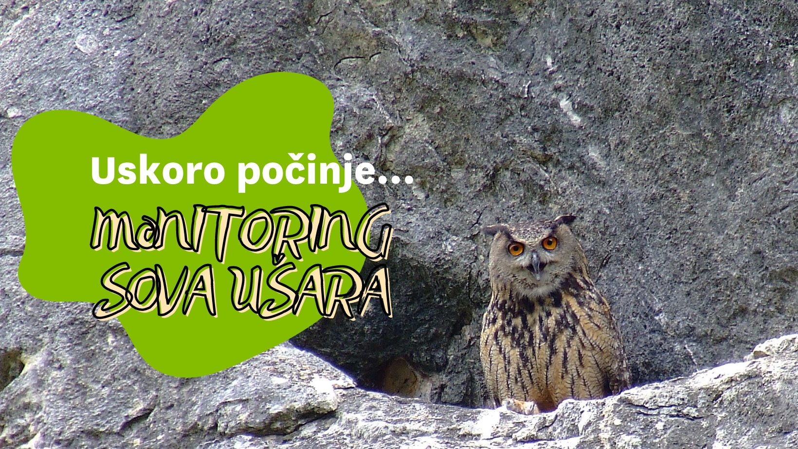 Poziv volonterima – pridružite se monitoringu sova ušara – Biom