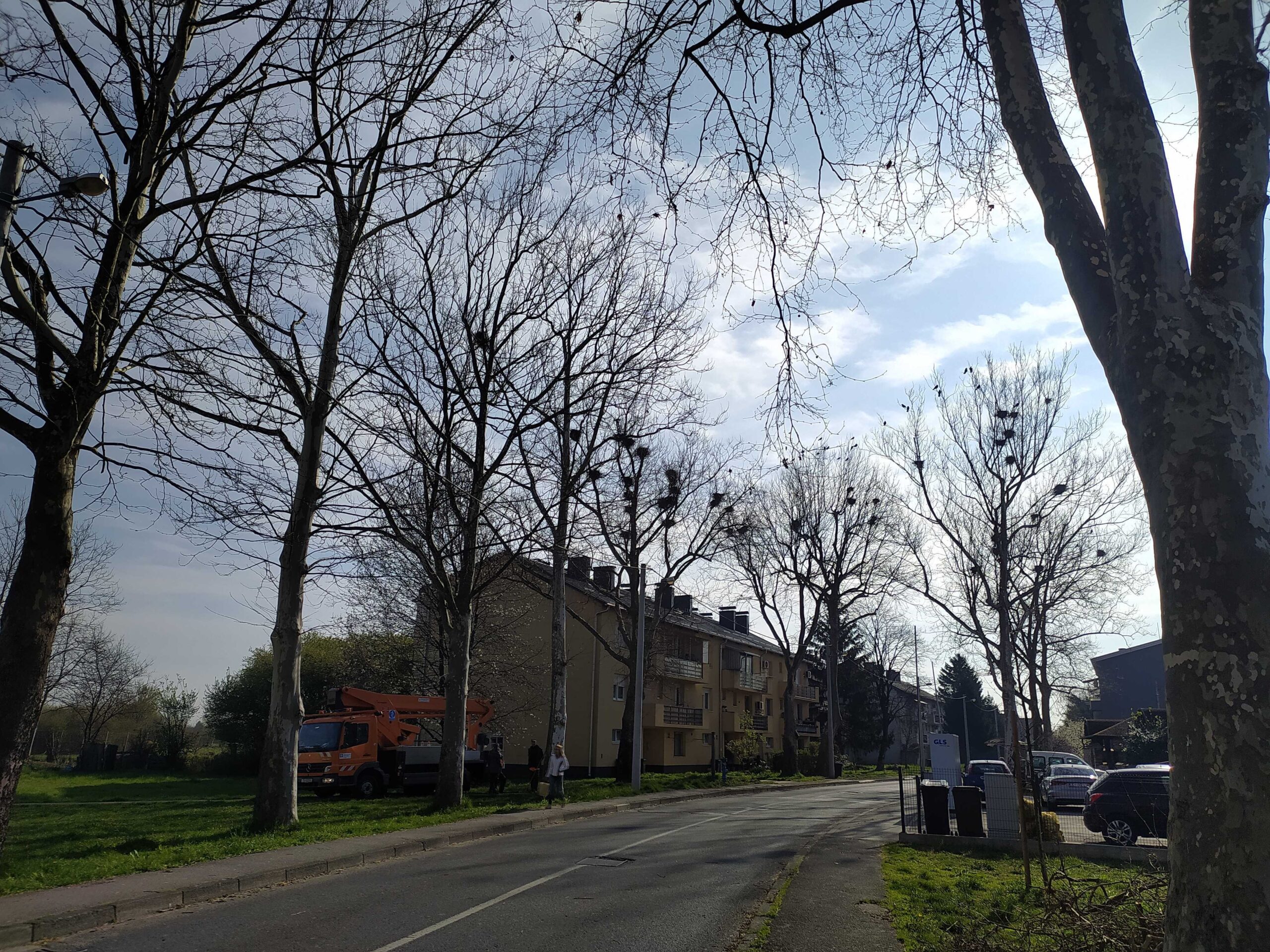 Zašto se produljuje gniježđenje gačaca u Zagrebu? – Biom