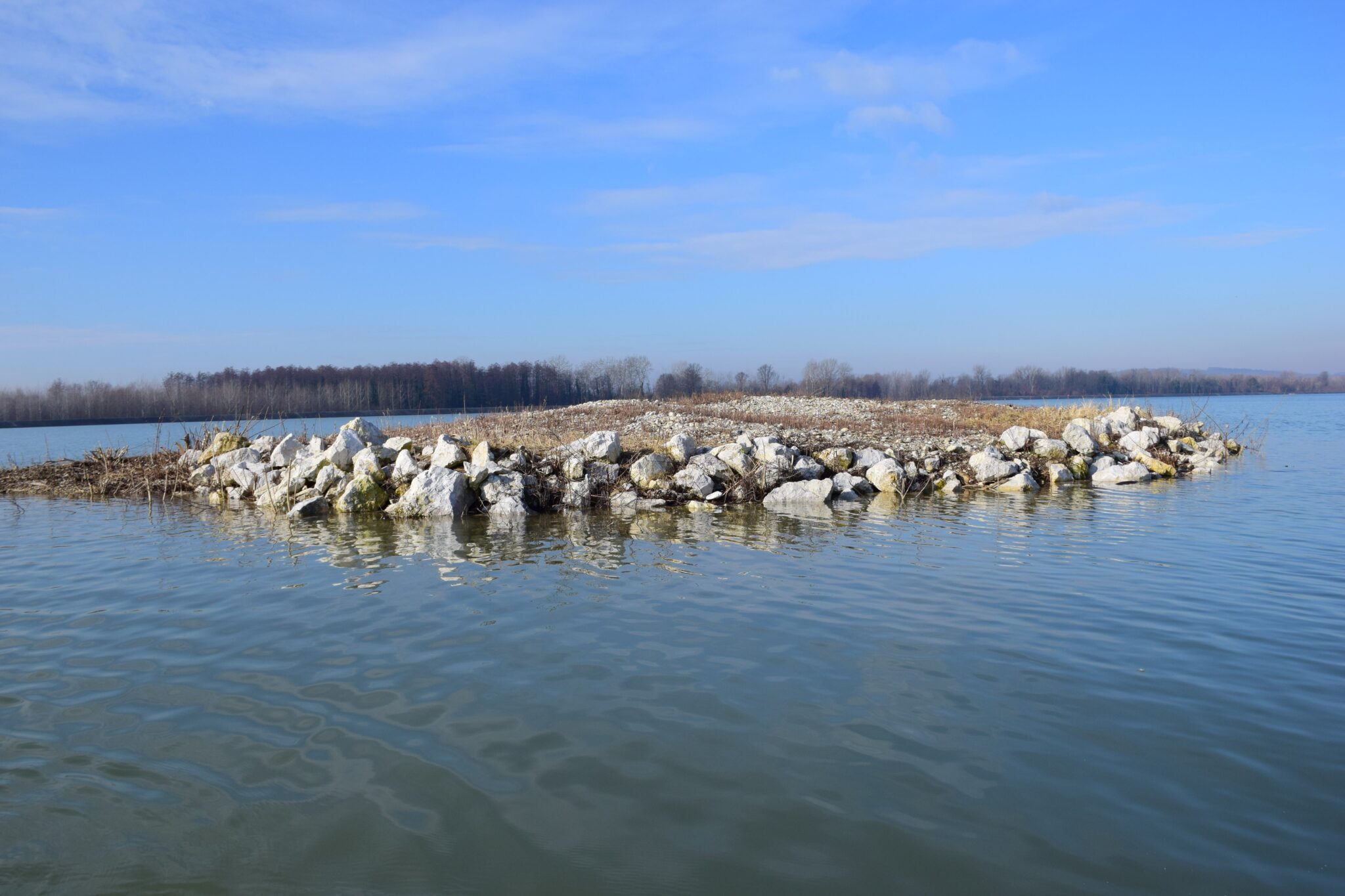 Conservation of tern populations in the Sava and Drava river basins – Biom