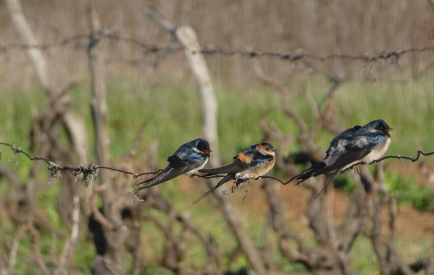 600 days of bird research on Lastovo archipelago – Biom