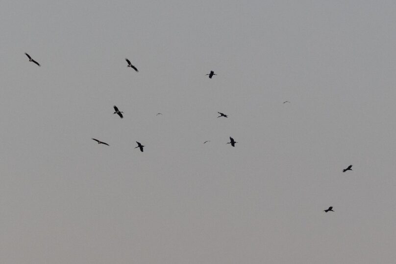 600 days of bird research on Lastovo archipelago – Biom